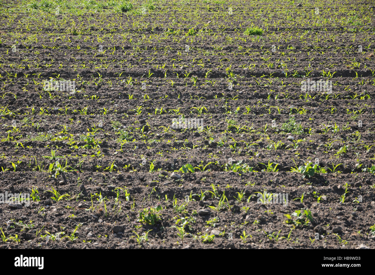 Zea mays, Maize, seedlings Stock Photo - Alamy