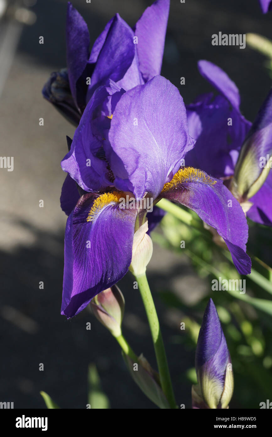Iris germanica, Bearded iris Stock Photo - Alamy