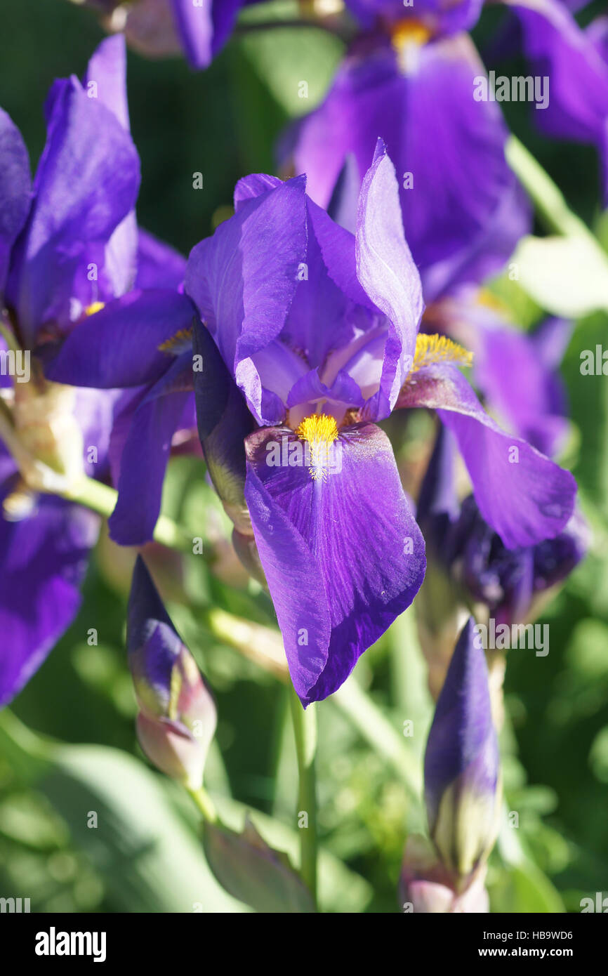 Iris germanica, Bearded iris Stock Photo - Alamy