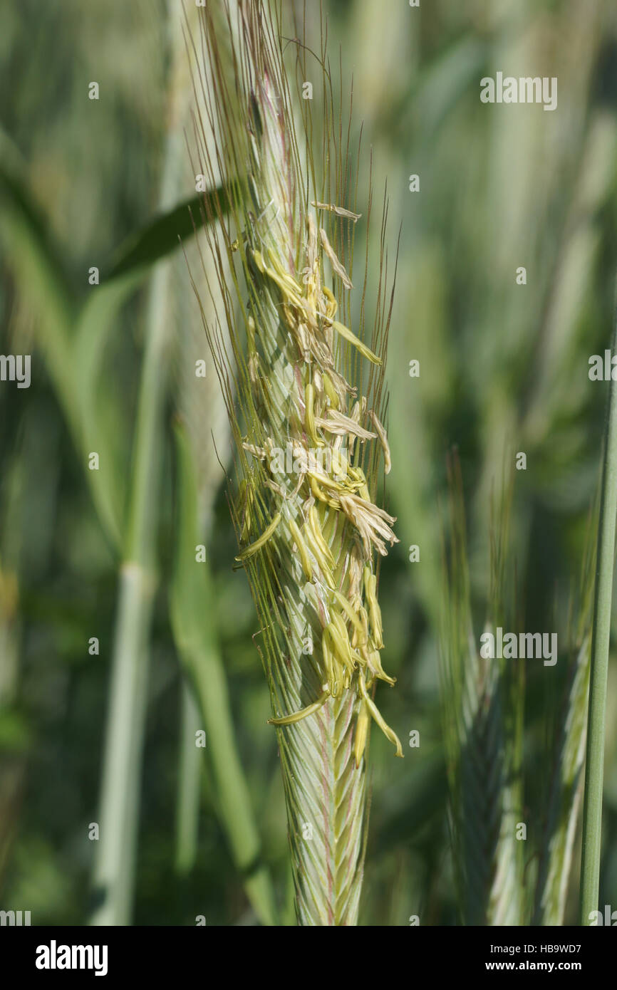 Secale cereale, Rye, flowering Stock Photo - Alamy