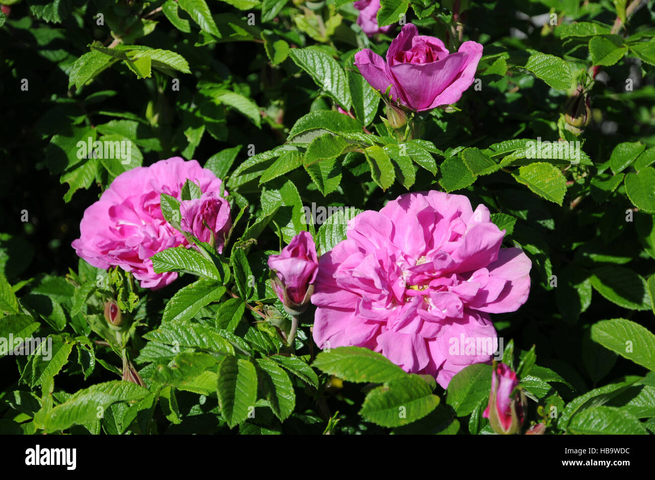 Rosa rugosa, Rugosa rose Stock Photo - Alamy