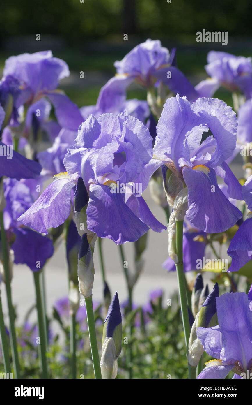 Iris germanica, Bearded iris Stock Photo - Alamy