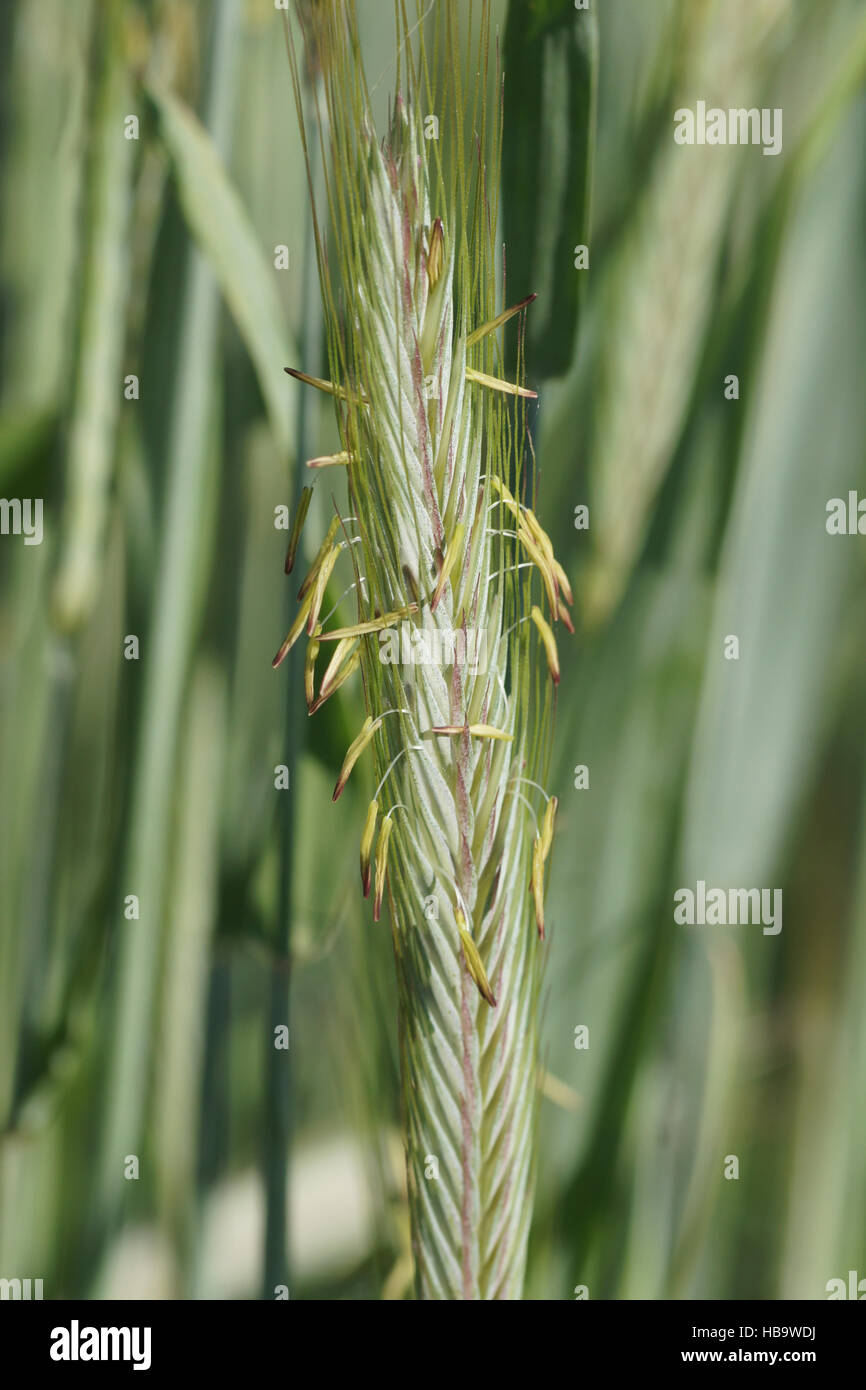 Secale cereale field hi-res stock photography and images - Alamy