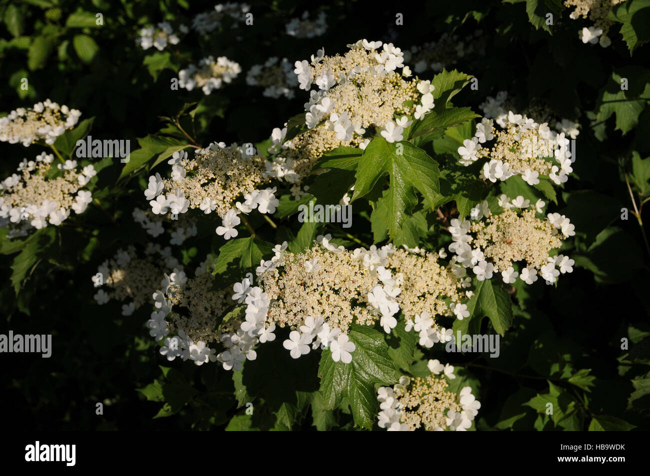 Viburnum opulus, Waterelder, umbles Stock Photo - Alamy