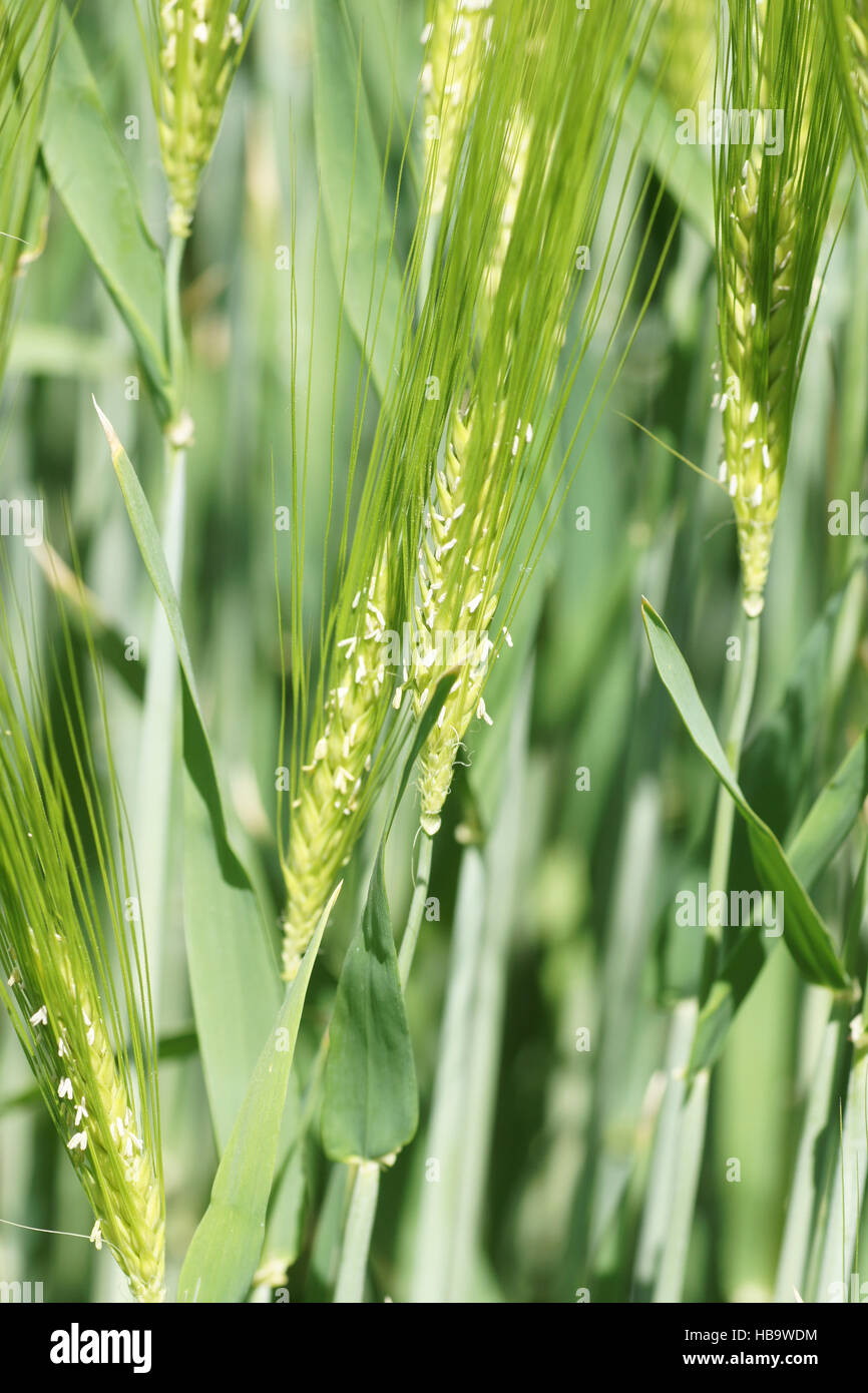 Hordeum vulgare, Barley, flowering Stock Photo - Alamy