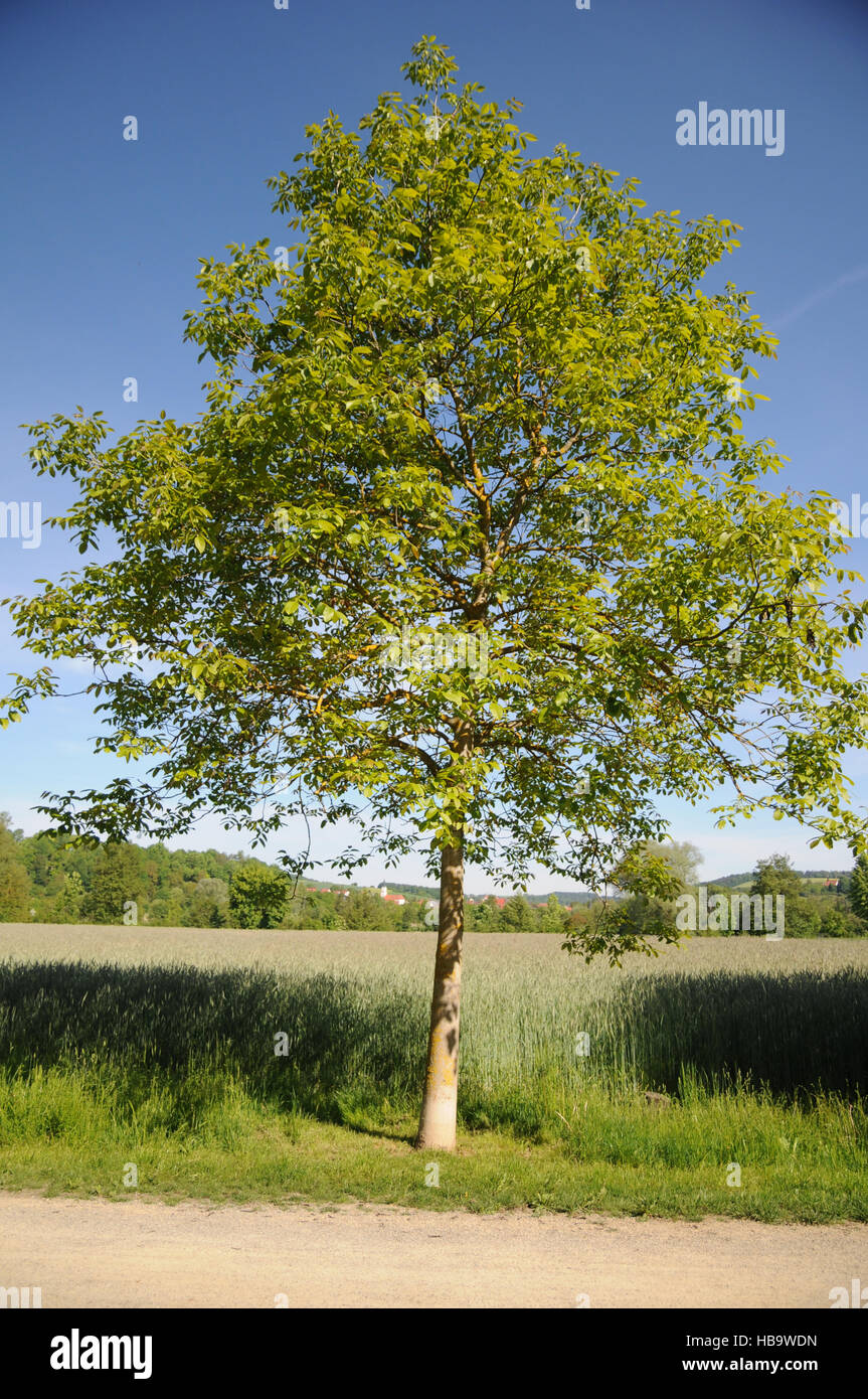 Juglans regia, Walnut Stock Photo - Alamy