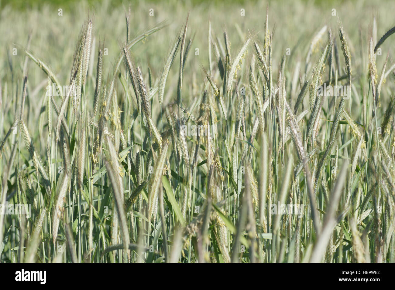Secale cereale, Rye, flowering Stock Photo - Alamy