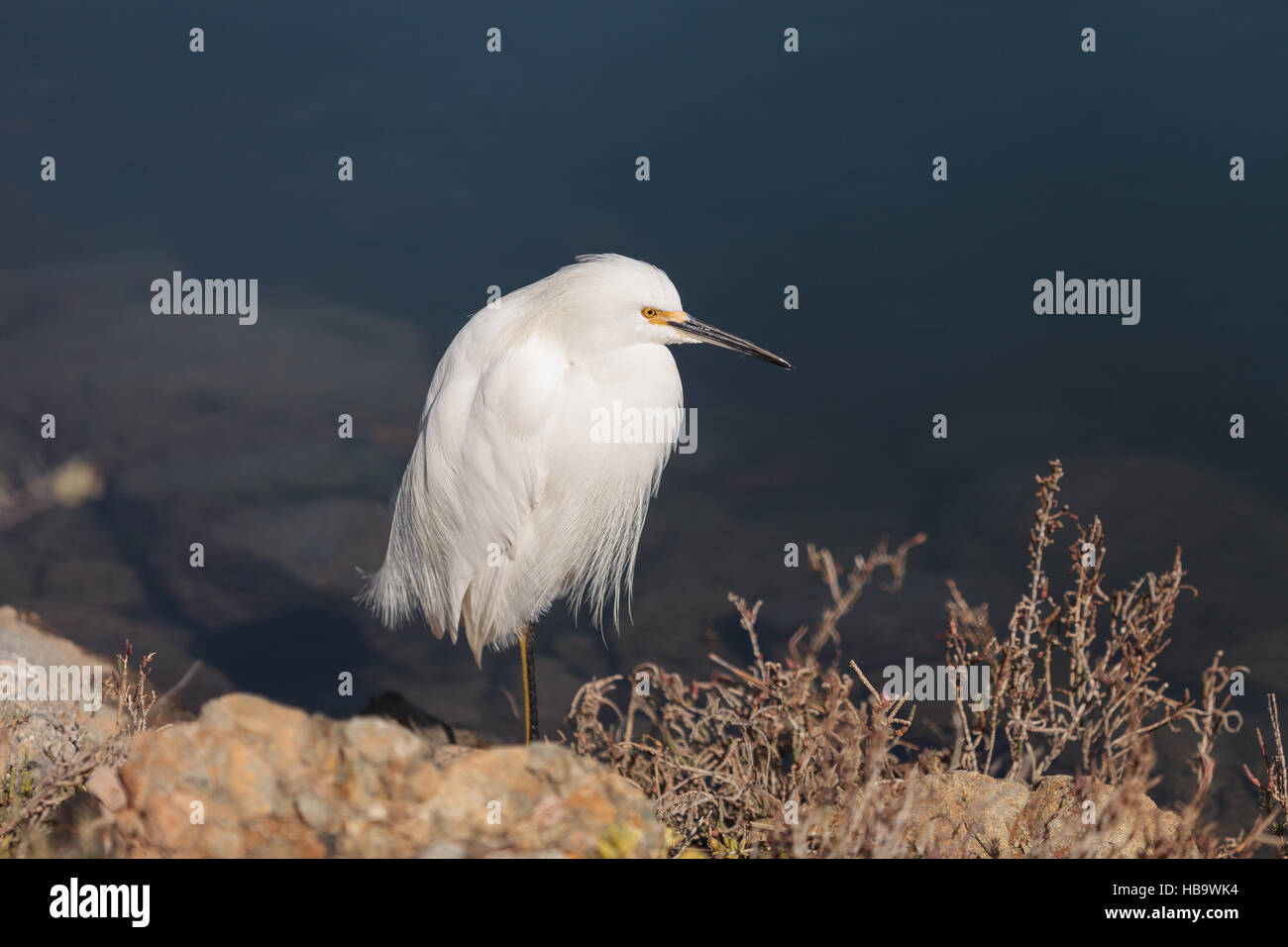 Snowy Egret, Egretta thula, bird Stock Photo - Alamy