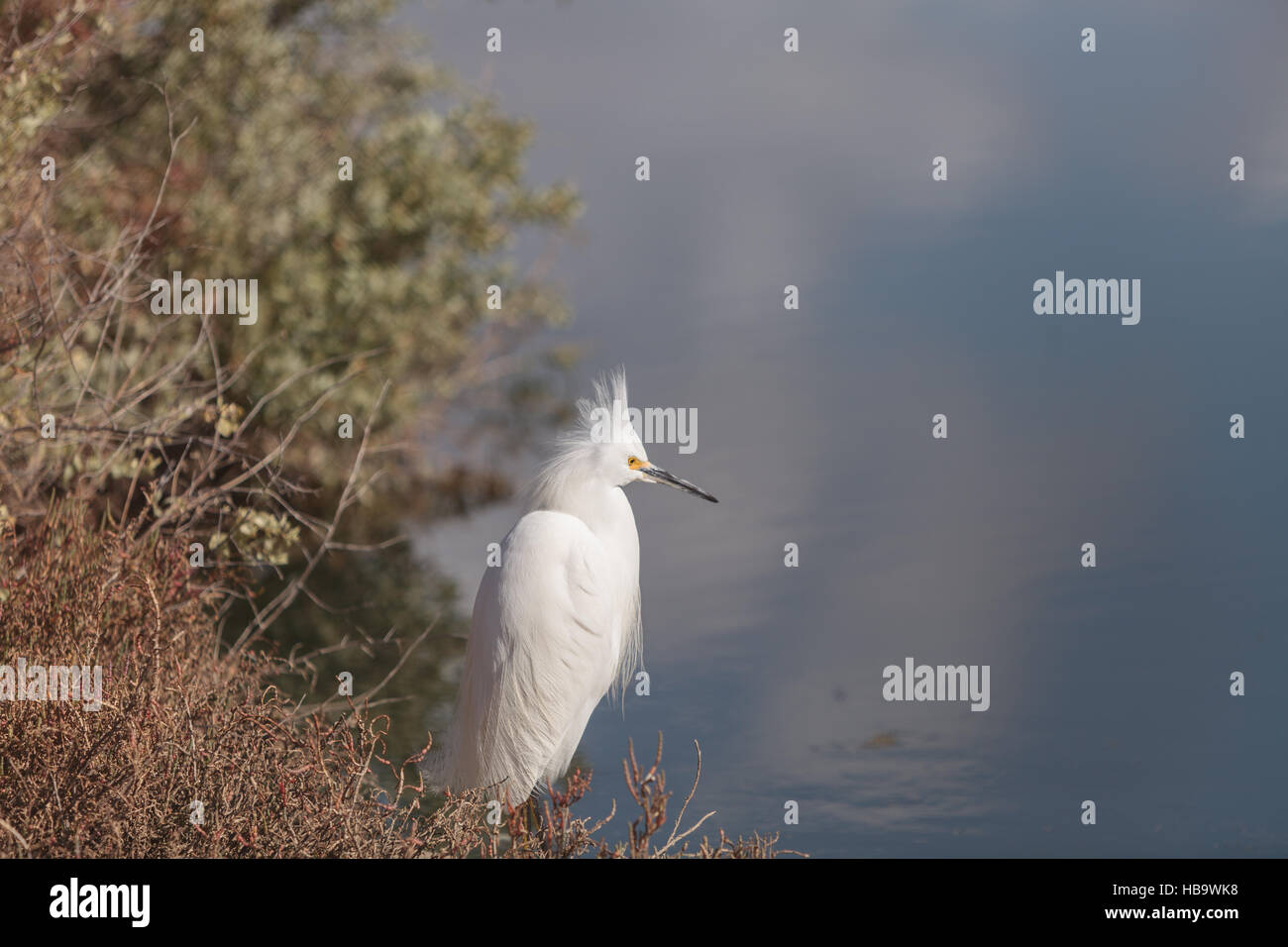 Snowy Egret, Egretta thula, bird Stock Photo - Alamy