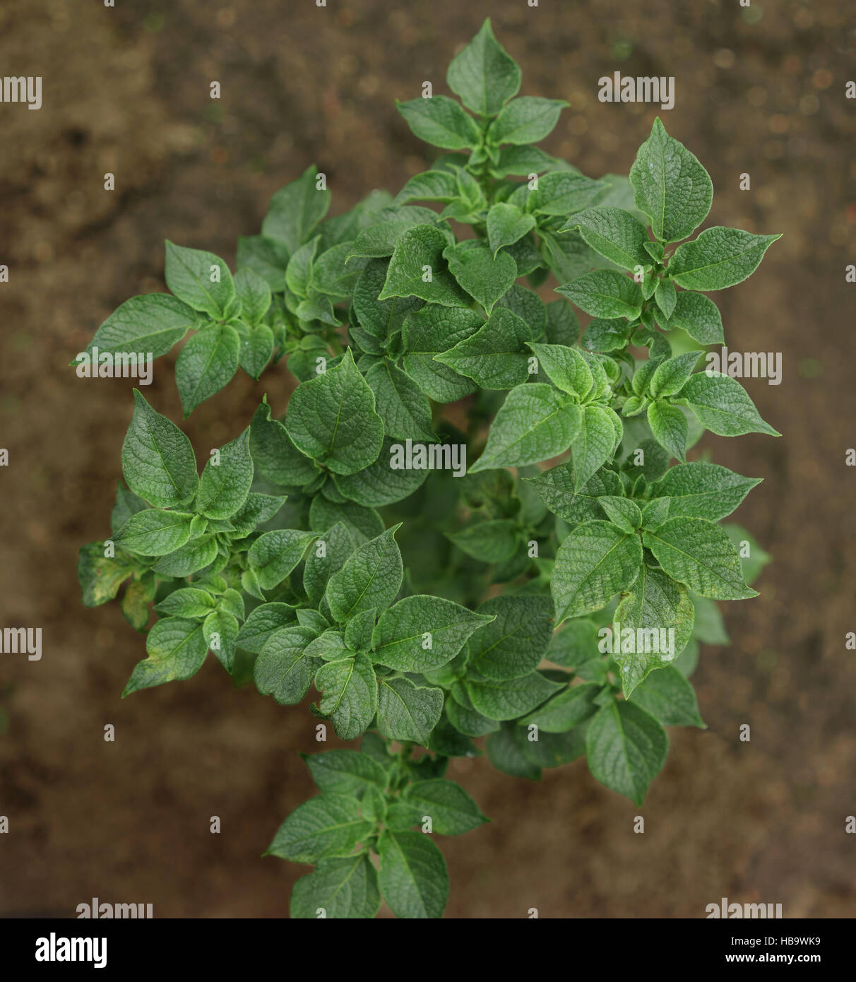 Growing potato close-up Stock Photo - Alamy