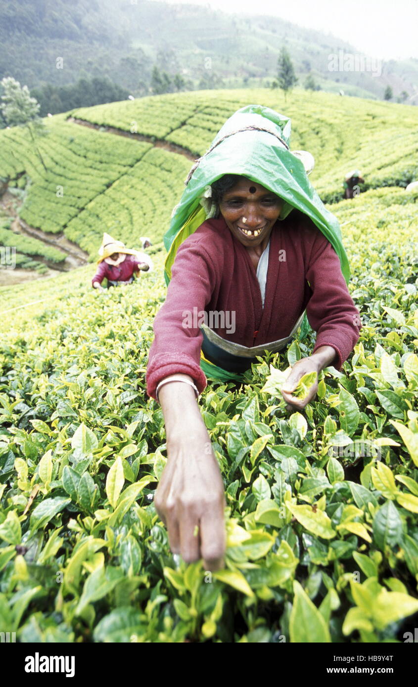 Indian tea plantation worker hi-res stock photography and images - Alamy