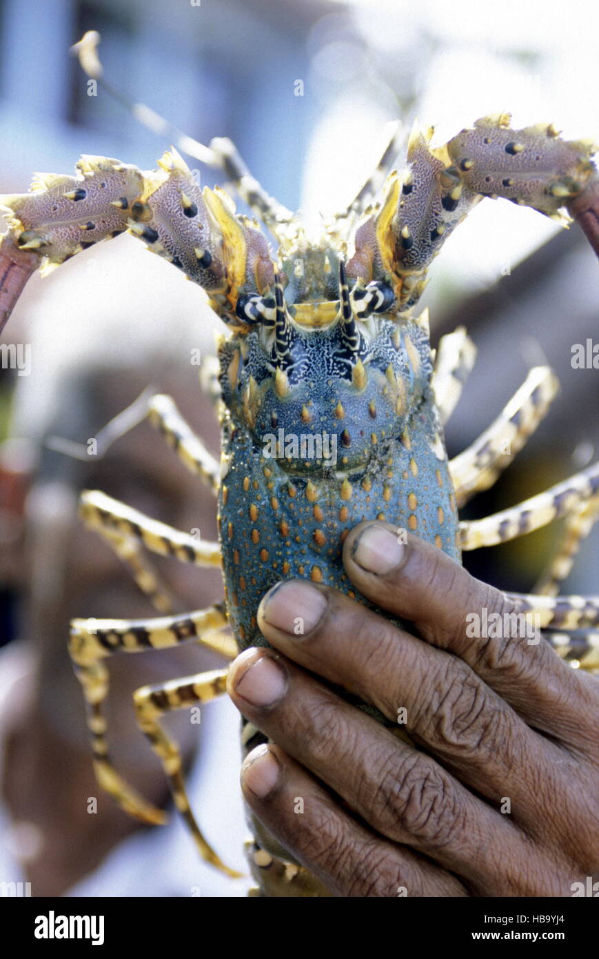 Seafood sri lanka hi-res stock photography and images - Alamy