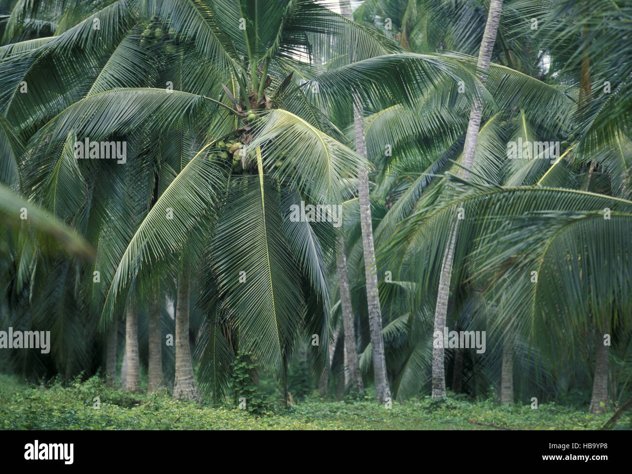 SRI LANKA KANDY GARDEN PARK Stock Photo - Alamy