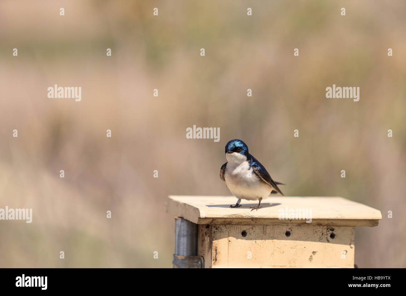Blue Tree swallow bird, Tachycineta bicolor Stock Photo - Alamy