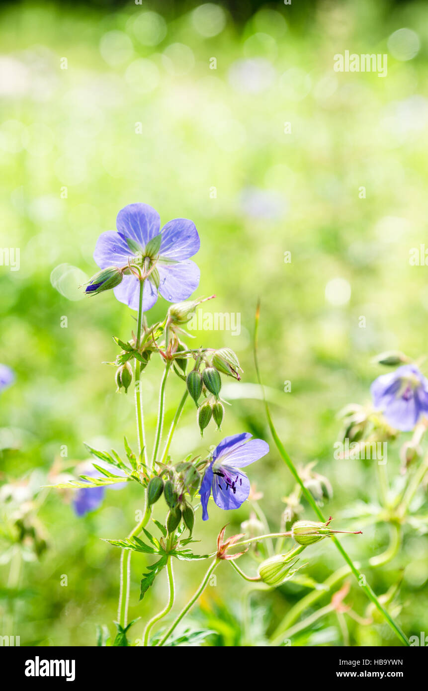 Flax flowers close up on the field Stock Photo - Alamy