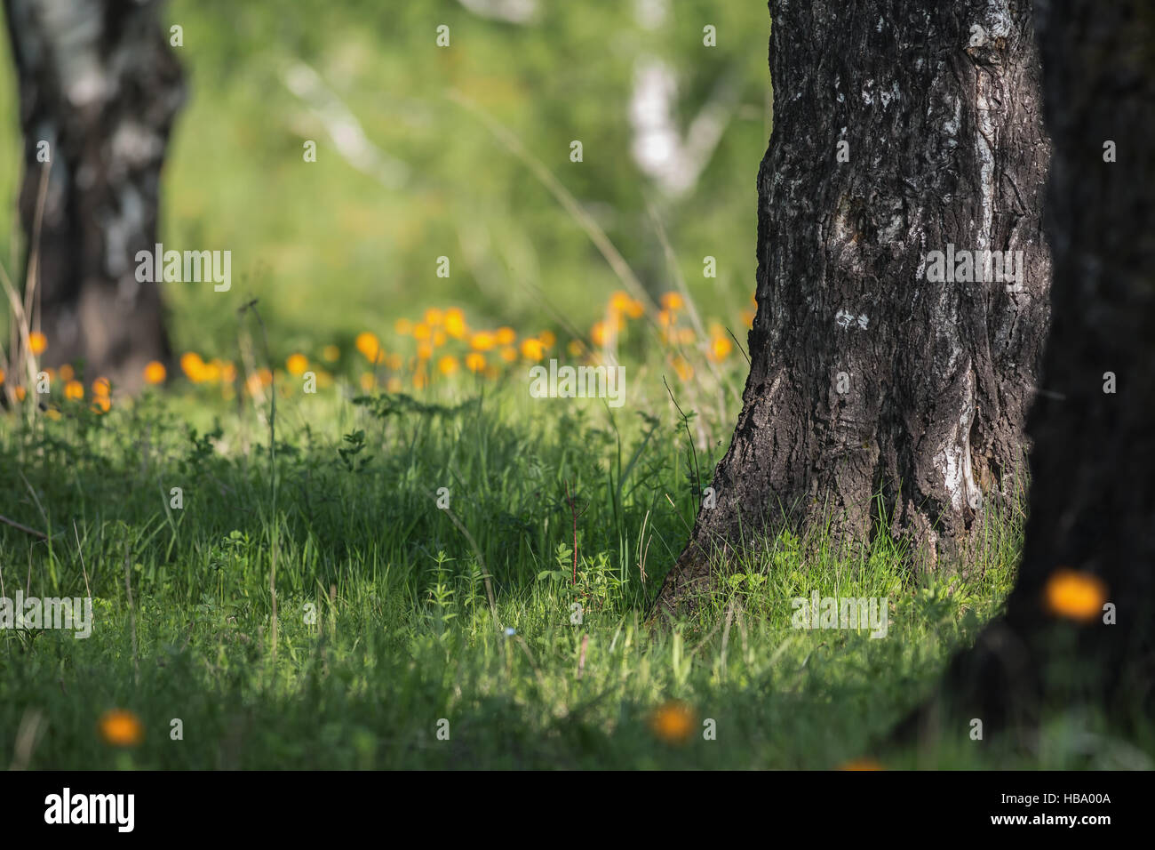 Clearing in the woods Stock Photo - Alamy