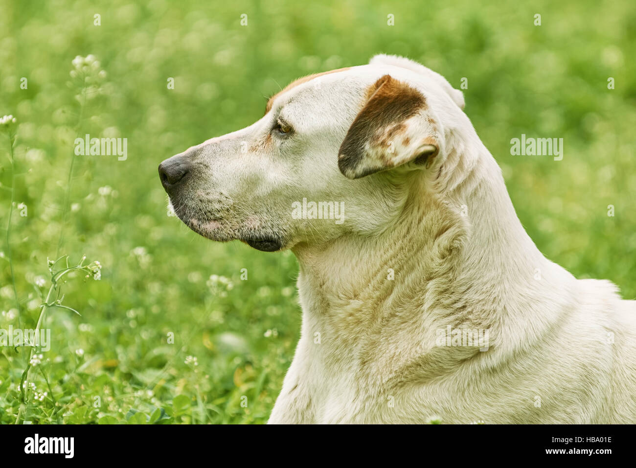 Portrait of Mongrel Dog Stock Photo - Alamy