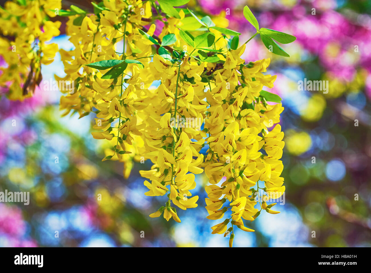 Common laburnum hi-res stock photography and images - Alamy