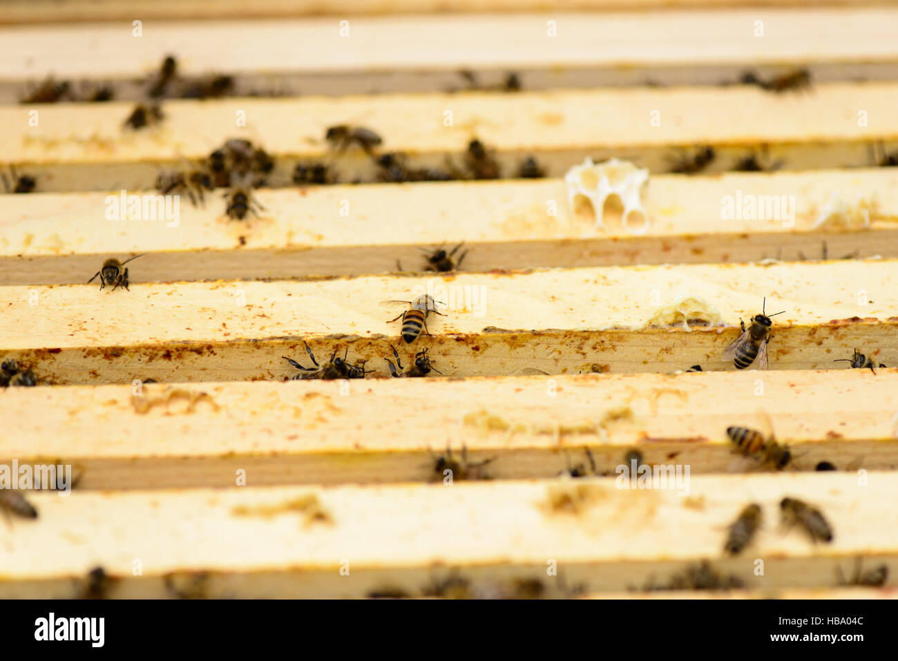 Beehive frames hi-res stock photography and images - Alamy