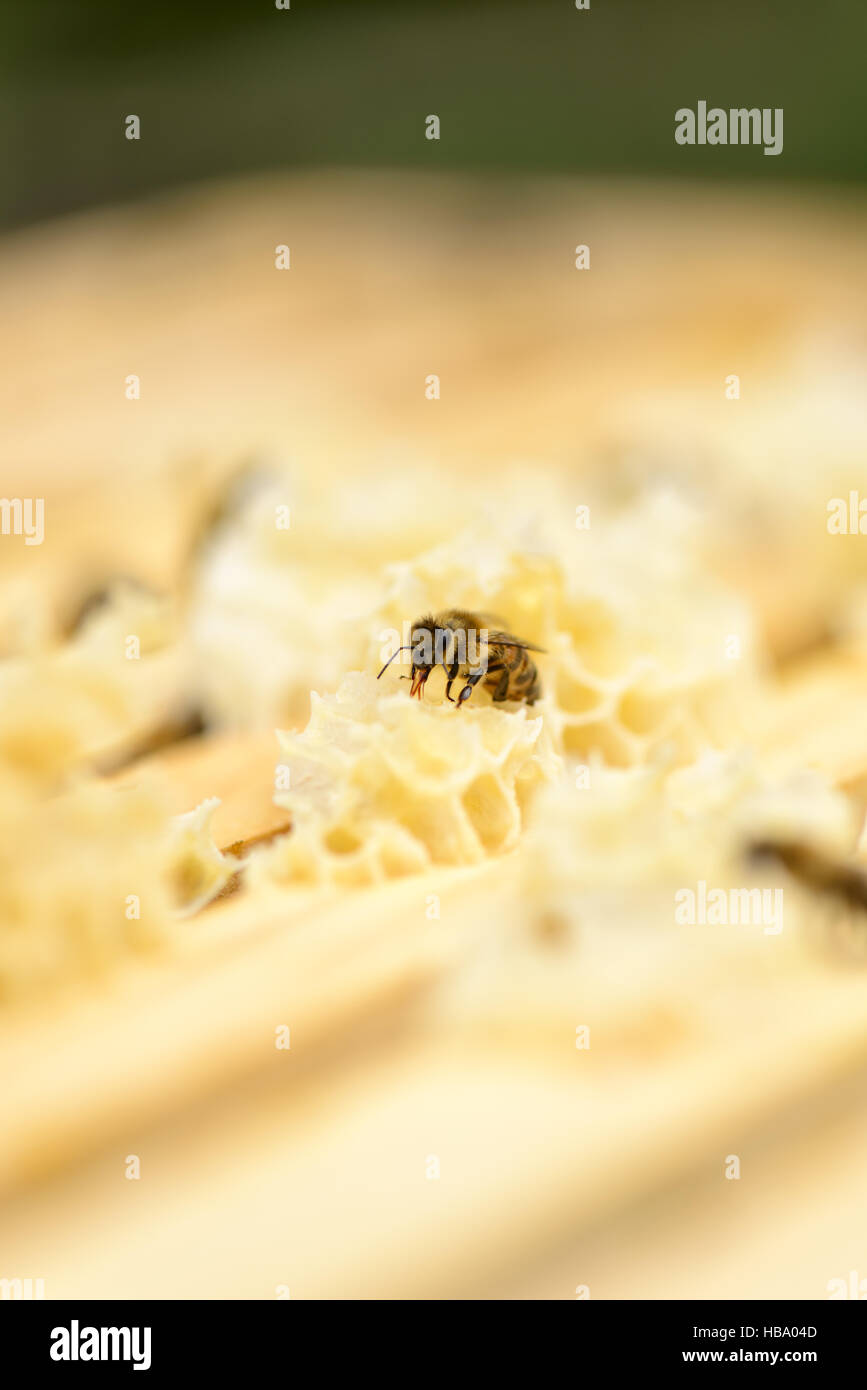 Beehive frames hi-res stock photography and images - Alamy