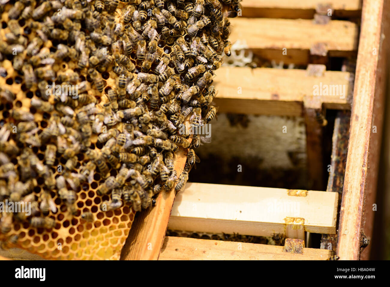 Honeycomb frames hi-res stock photography and images - Alamy