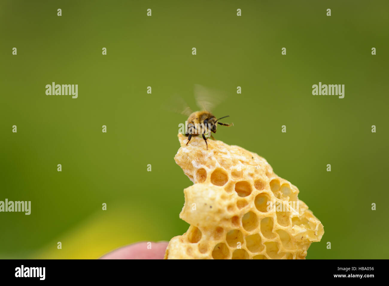 The bee building hi-res stock photography and images - Alamy