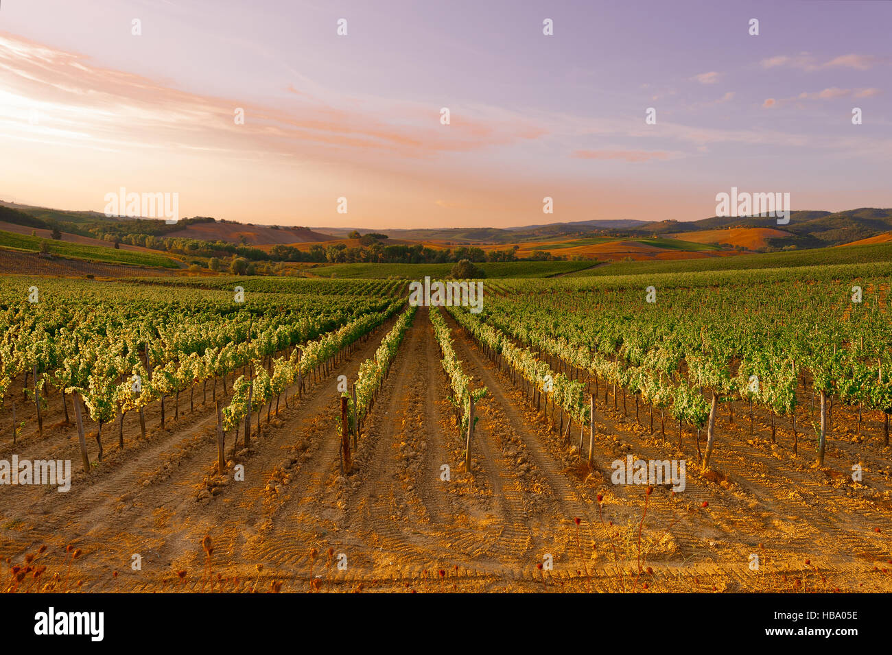Vineyards at Sunset Stock Photo - Alamy