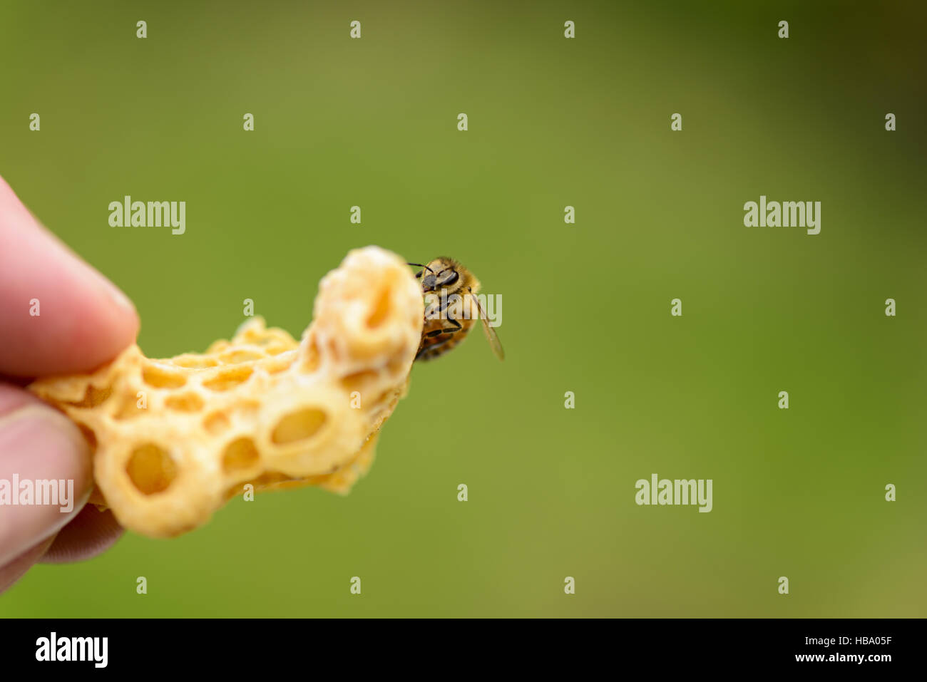 Honeycomb from Illegal building with bee Stock Photo - Alamy