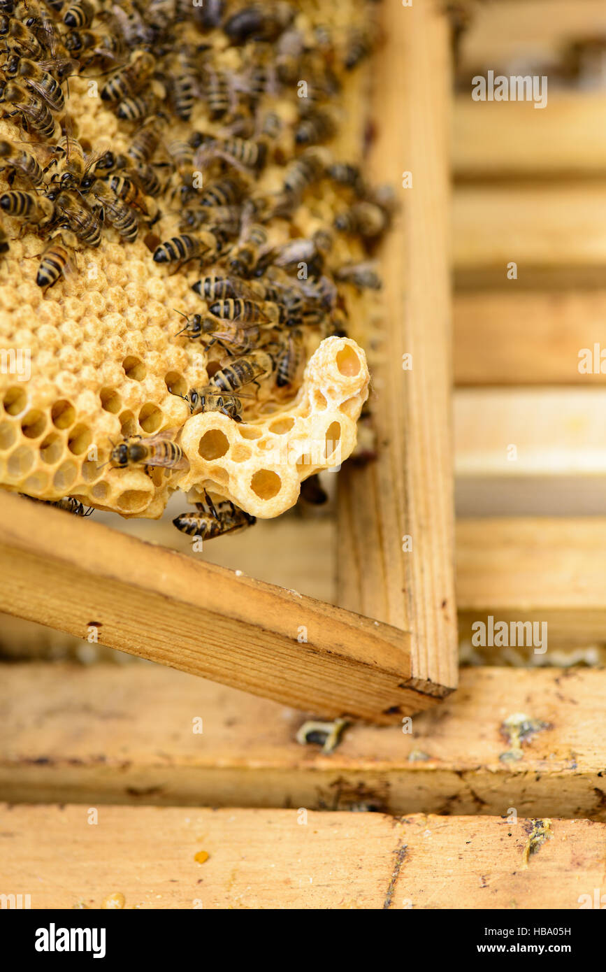 queen cell at the honeycomb edge Stock Photo - Alamy
