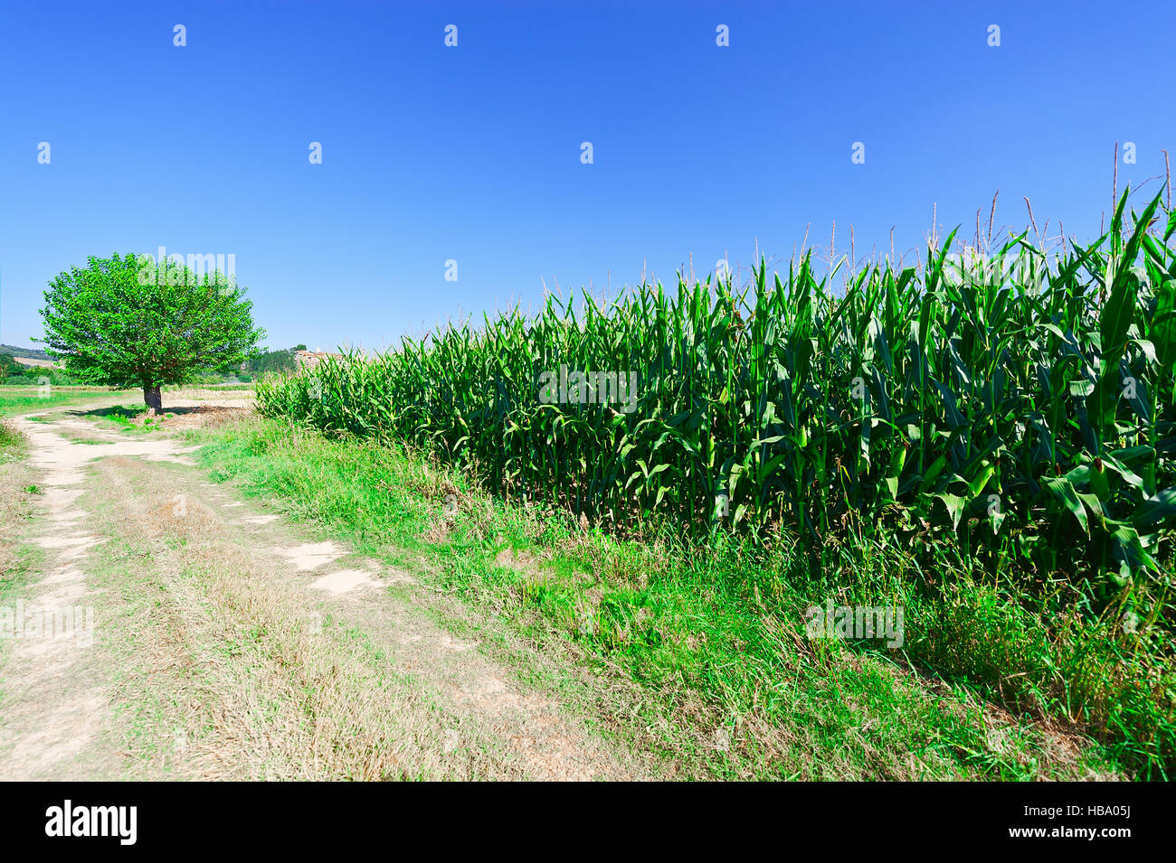 Farm house corn field hi-res stock photography and images - Alamy