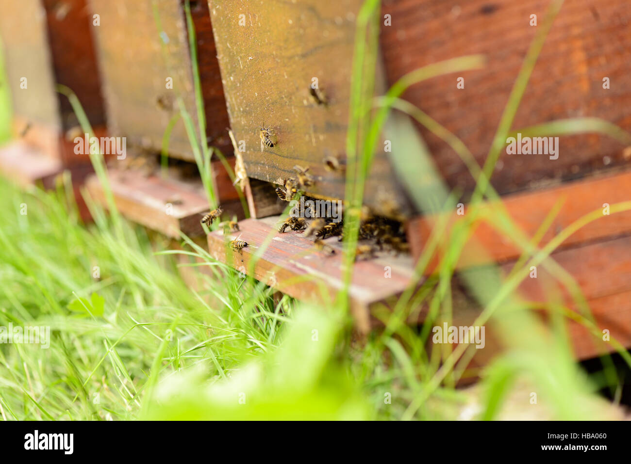 Bee hive cover hi-res stock photography and images - Alamy