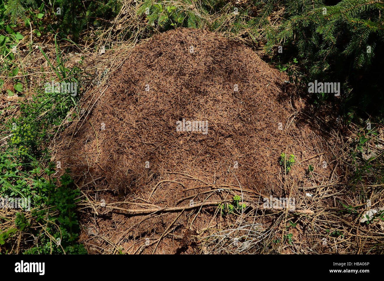 Anthill detail hi-res stock photography and images - Alamy