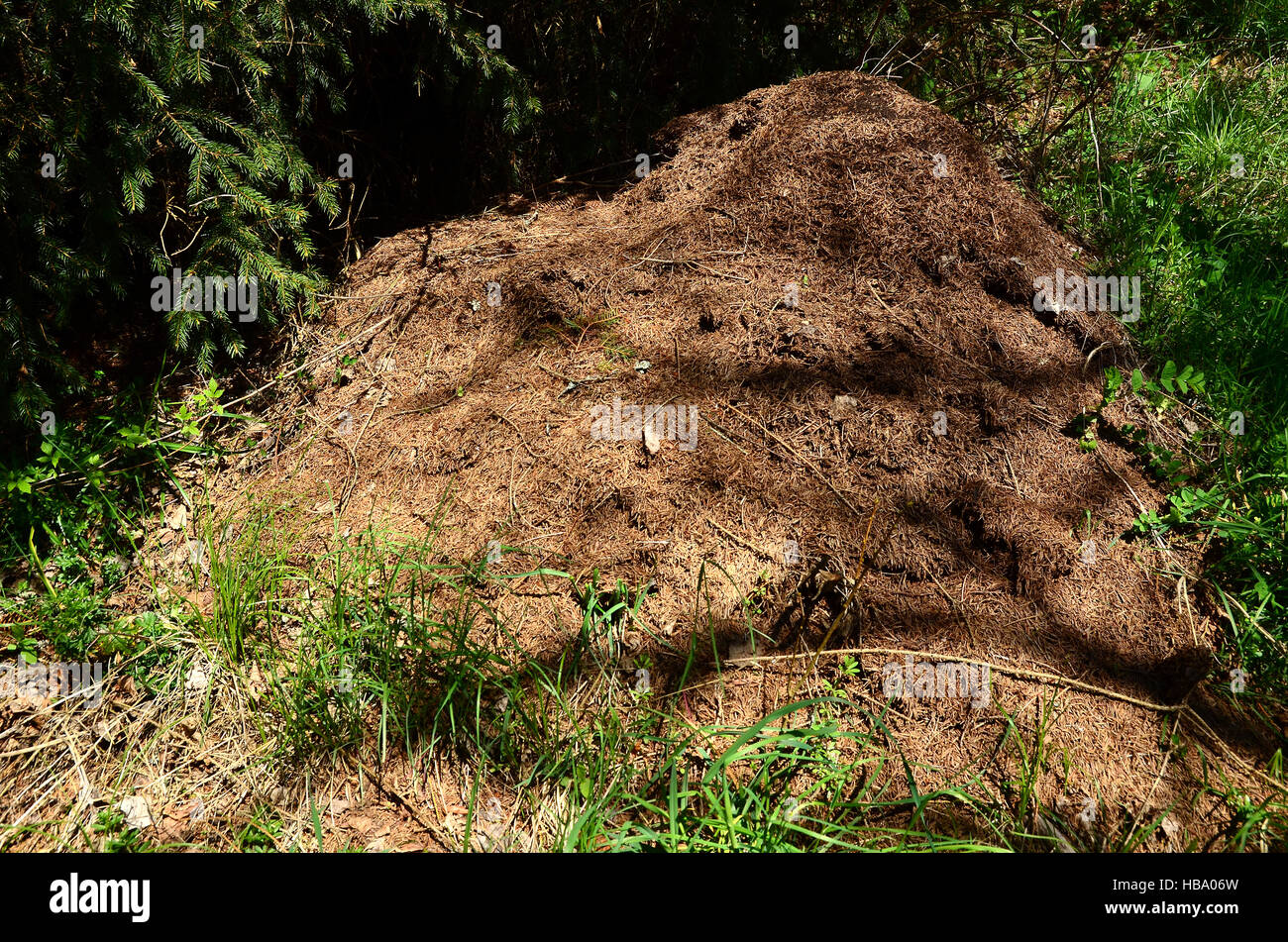 Anthill detail hi-res stock photography and images - Alamy