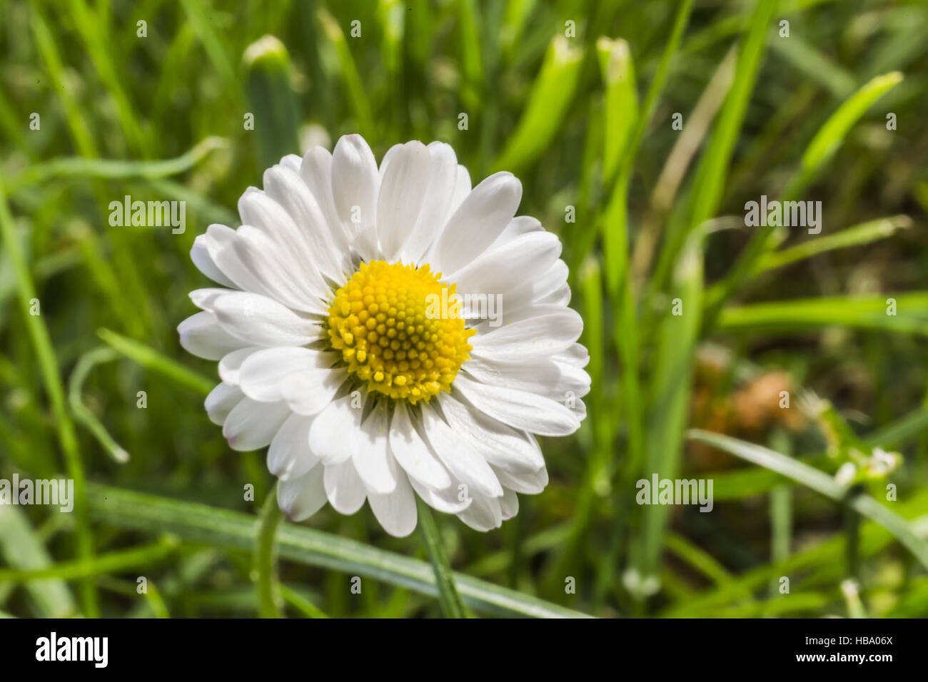Daisy blossom hi-res stock photography and images - Alamy