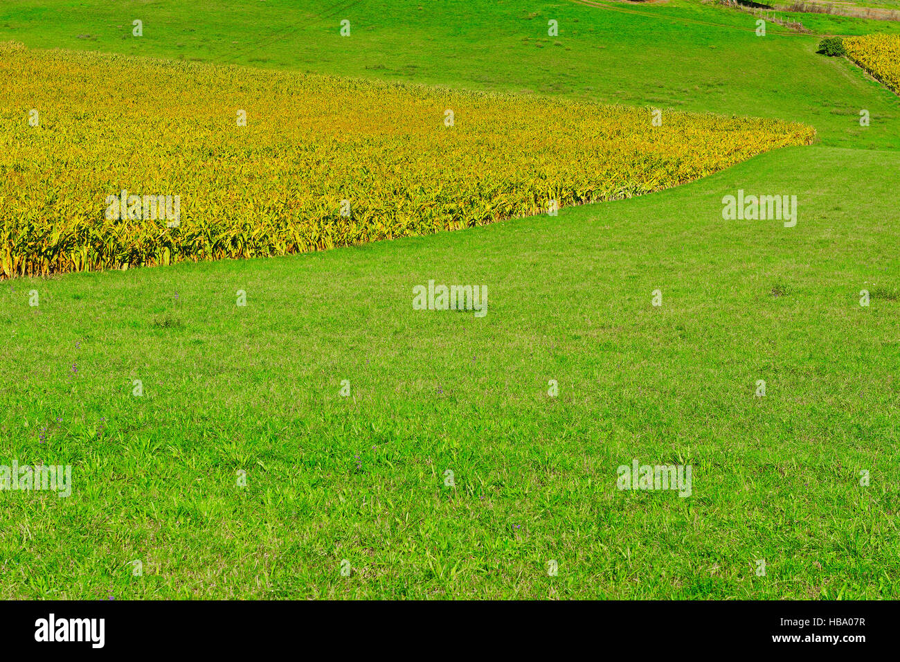 Corn Maize Harvest France Stock Photos & Corn Maize Harvest France ...
