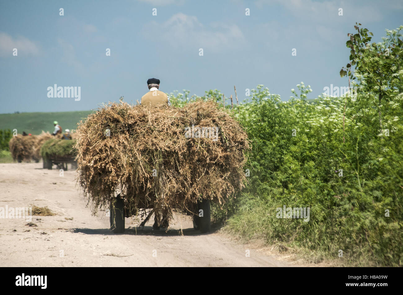Carts with hay on dirt road Stock Photo - Alamy