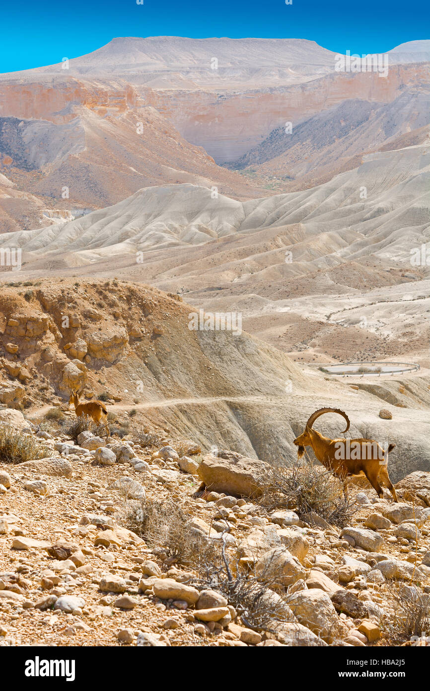 Ibex country hi-res stock photography and images - Alamy