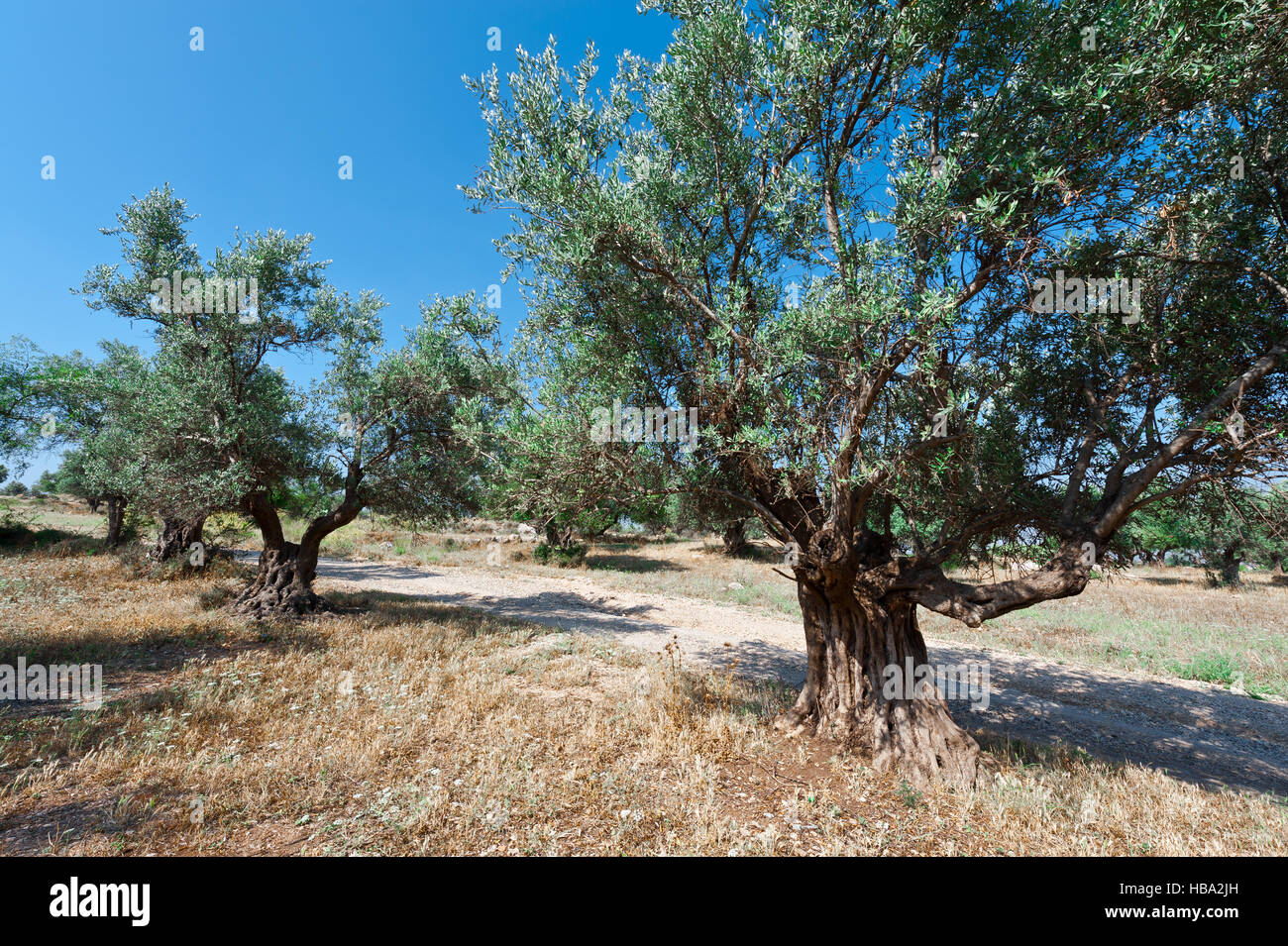 Olive grove reserve hi-res stock photography and images - Alamy