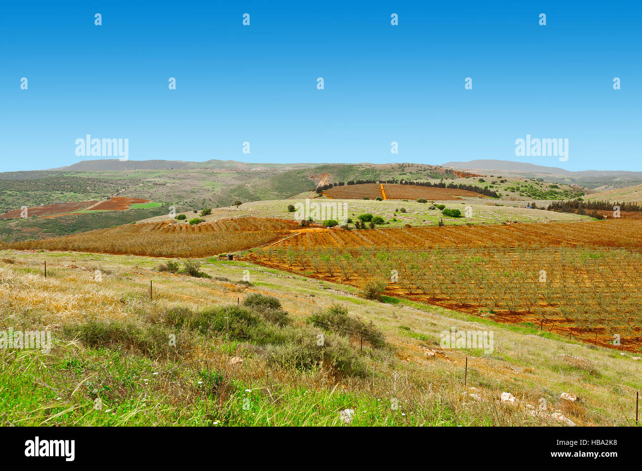 Israel galilee olive tree hi-res stock photography and images - Alamy