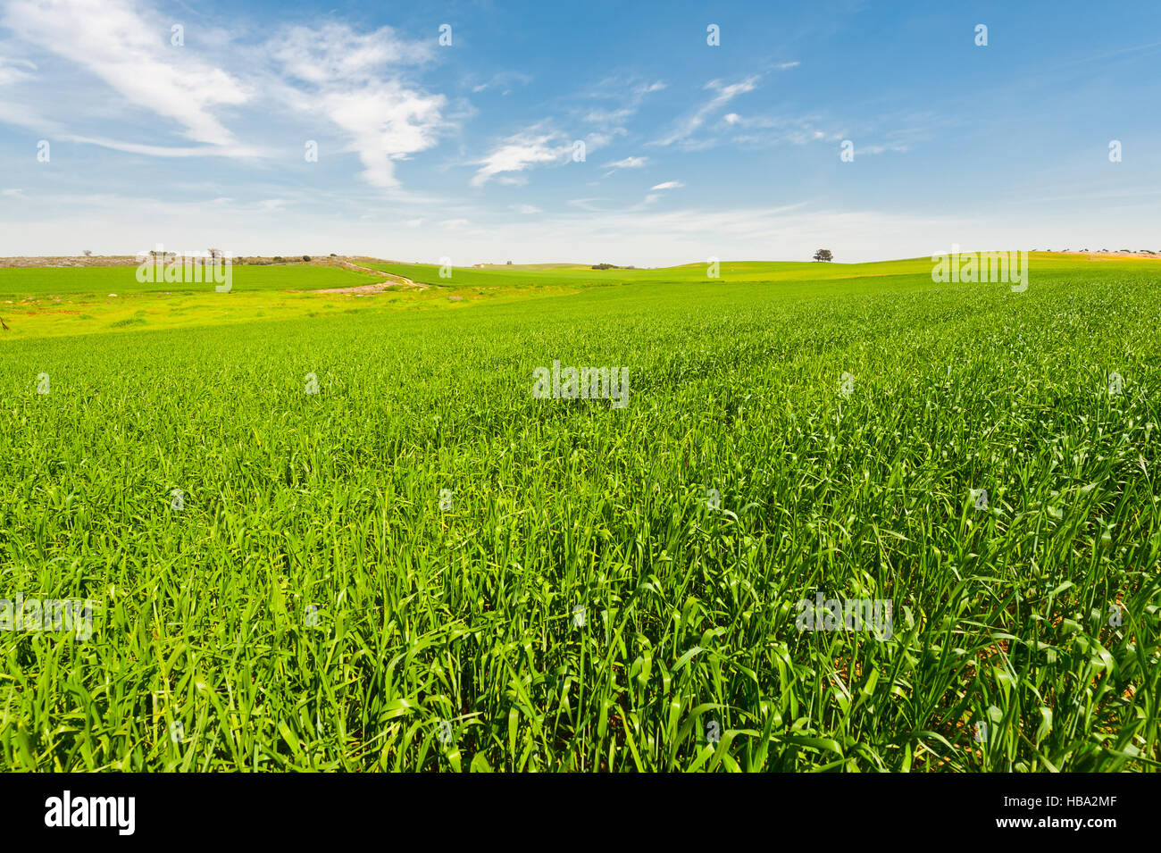 Field in Israel Stock Photo - Alamy