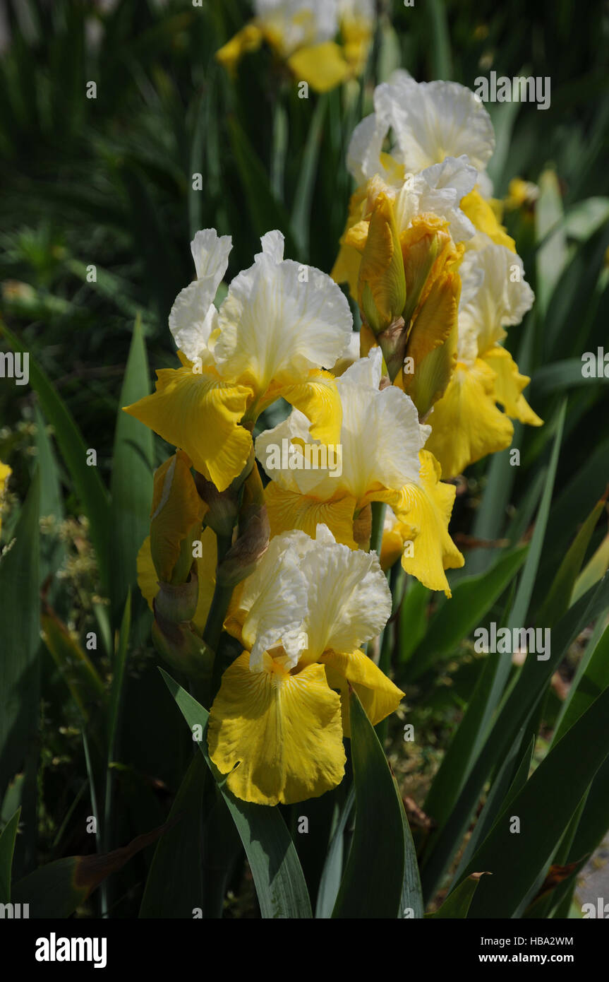 Iris barbata, Bearded iris Stock Photo - Alamy