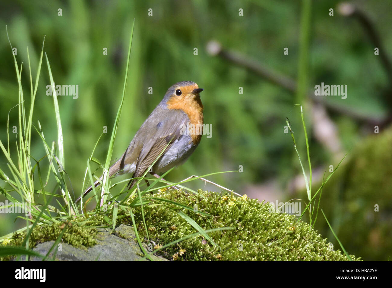 Robin with beak open hi-res stock photography and images - Alamy