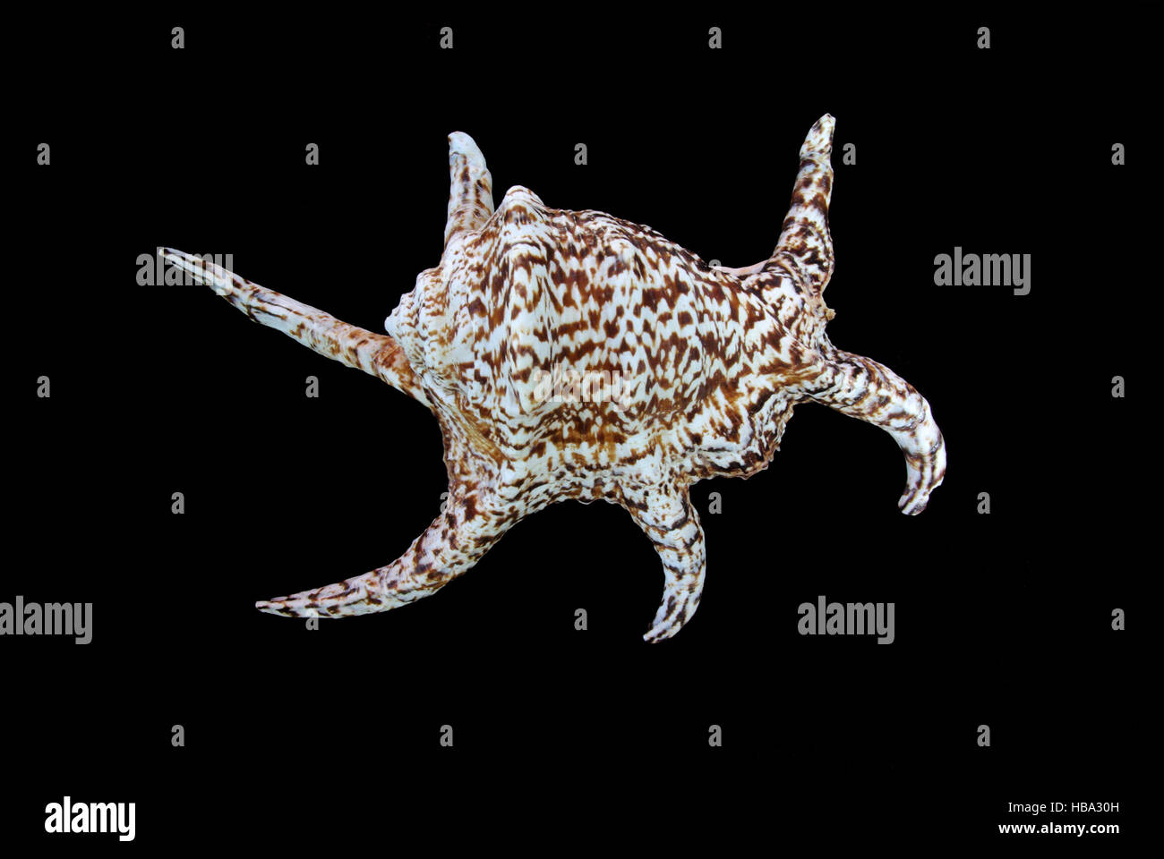 Shell form bowl hi-res stock photography and images - Alamy