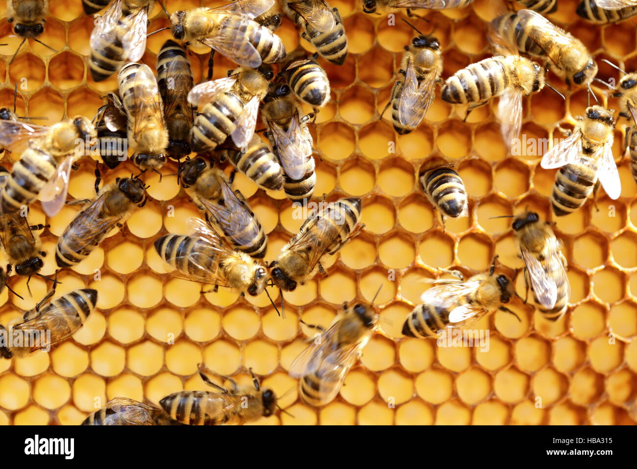 Teamwork animals hi-res stock photography and images - Alamy