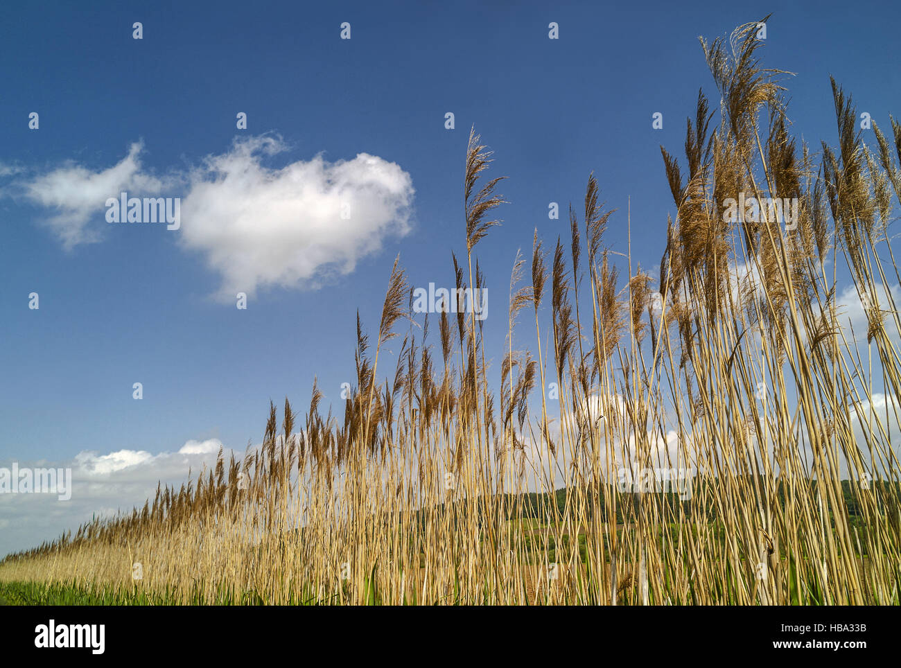Grass overcast hi-res stock photography and images - Alamy