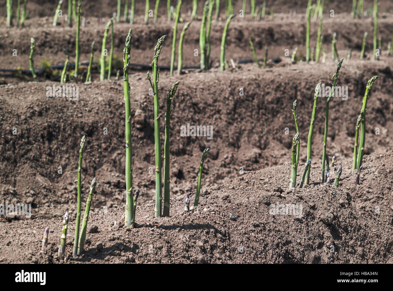 Field of asparagus Stock Photo - Alamy