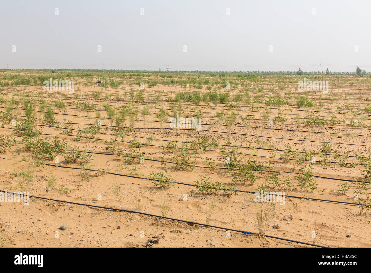 Plant crops in the desert Stock Photo - Alamy