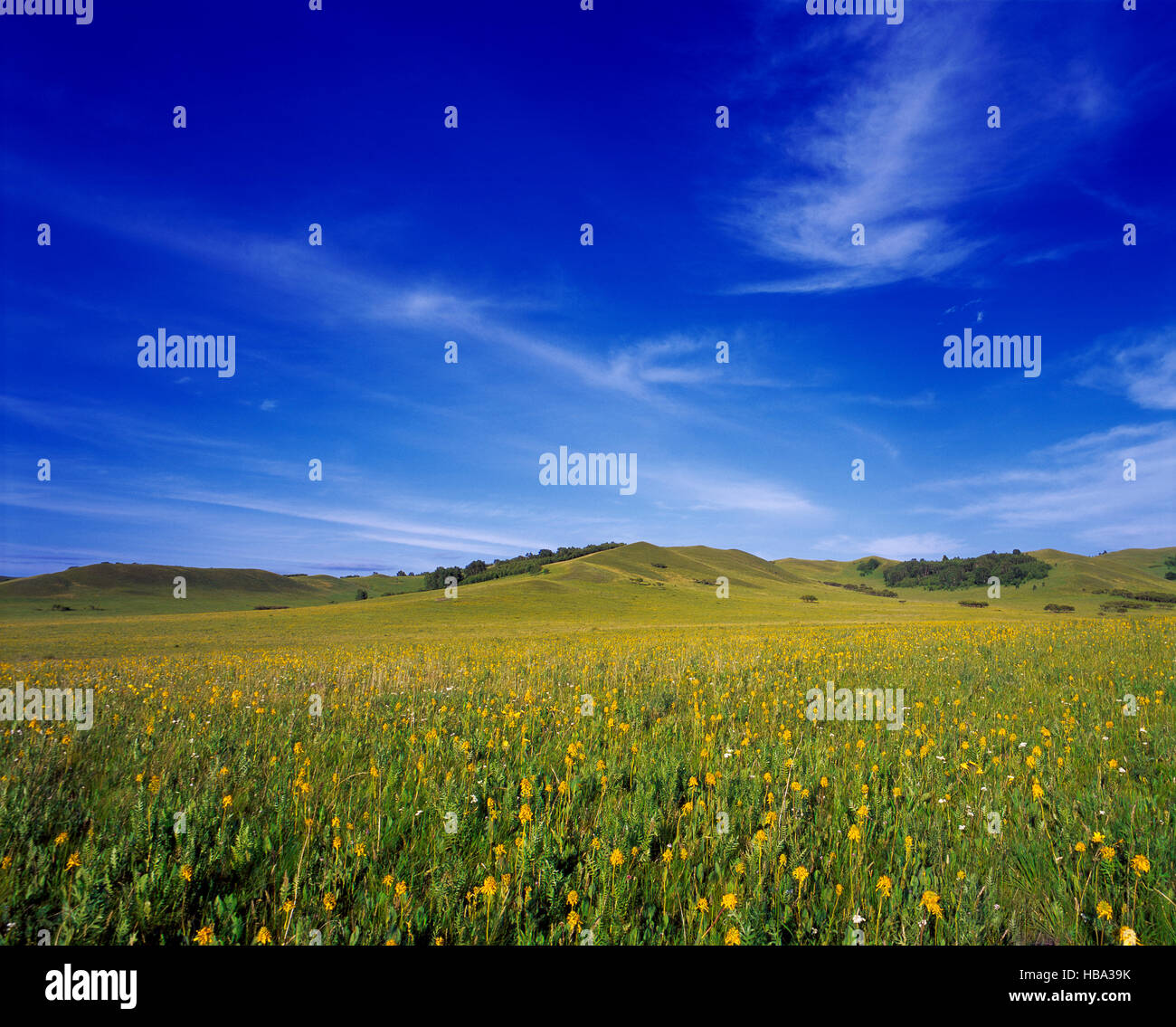 Mulan grassland hi-res stock photography and images - Alamy