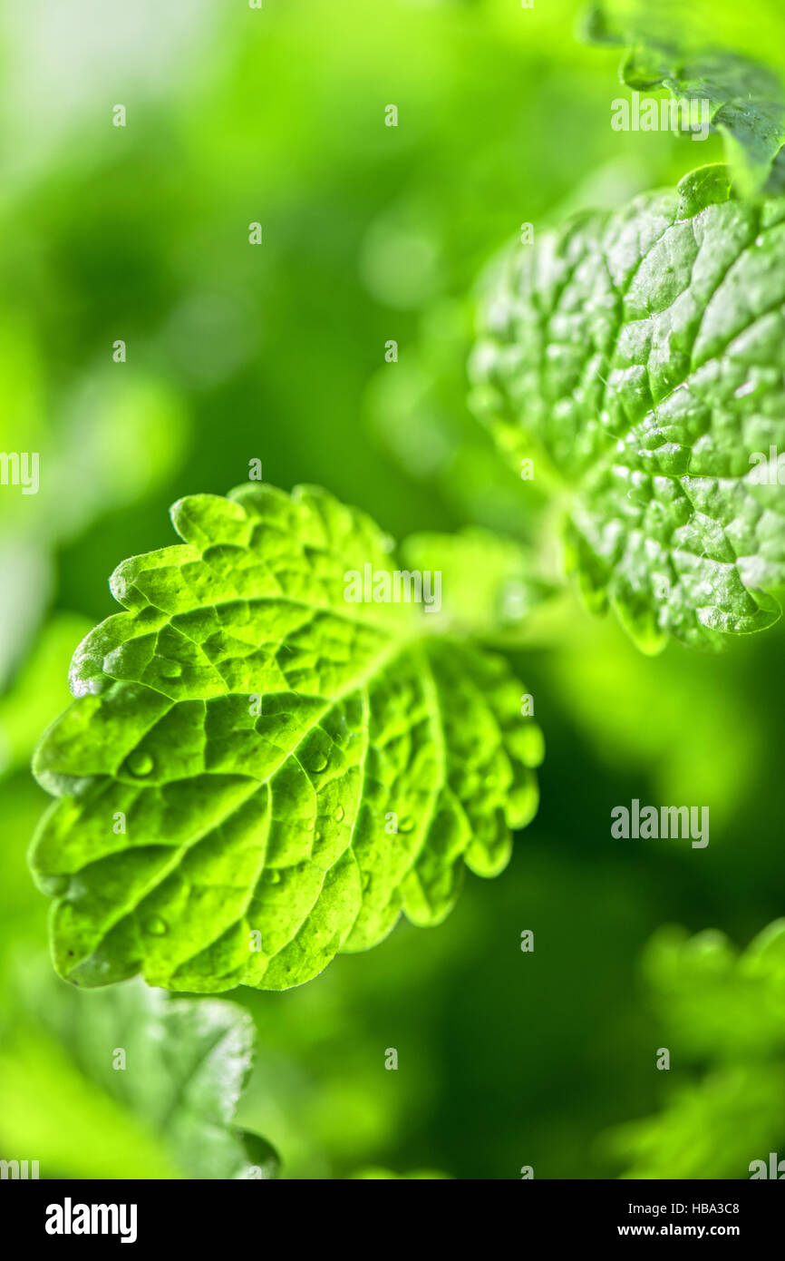 Green fresh melissa Stock Photo - Alamy