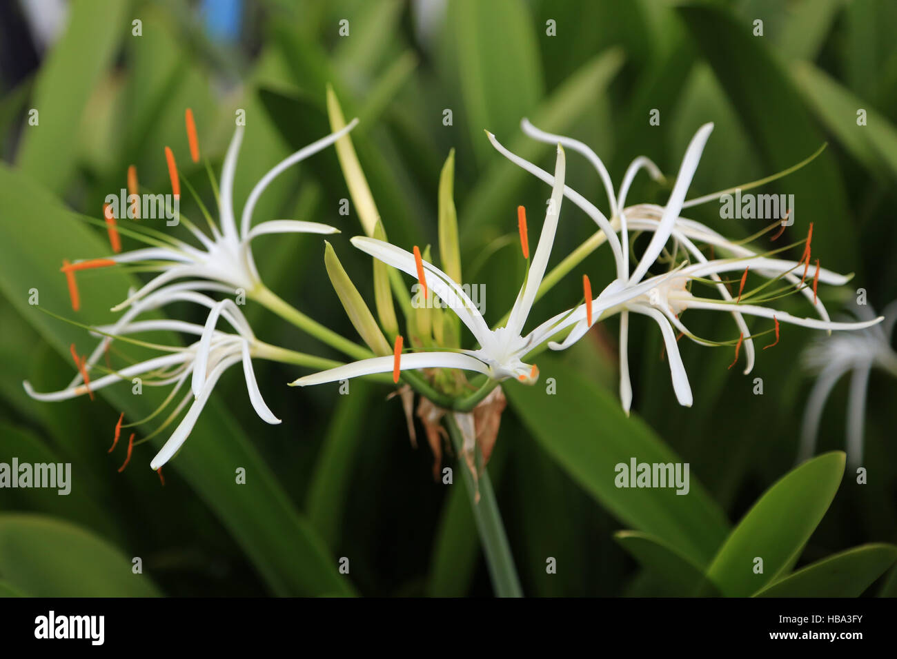 Swamp Lily, Crinum pedunculatum asiaticum Stock Photo - Alamy